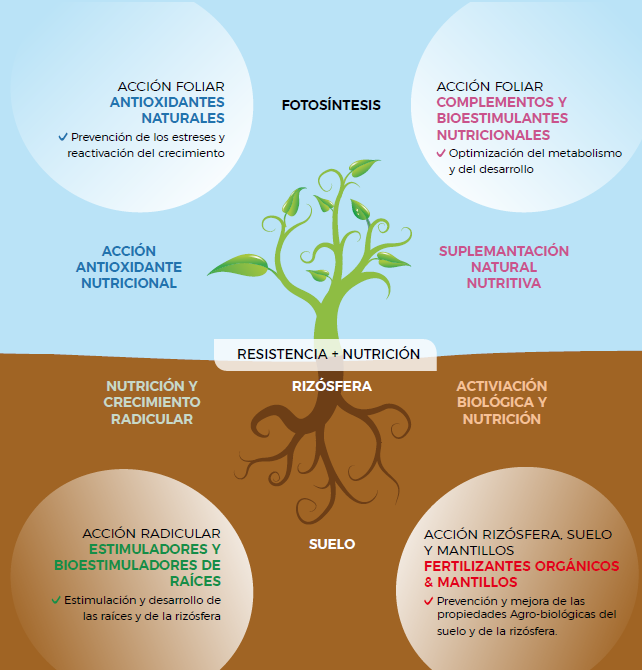 Capital suelo | AZ3 Oeno